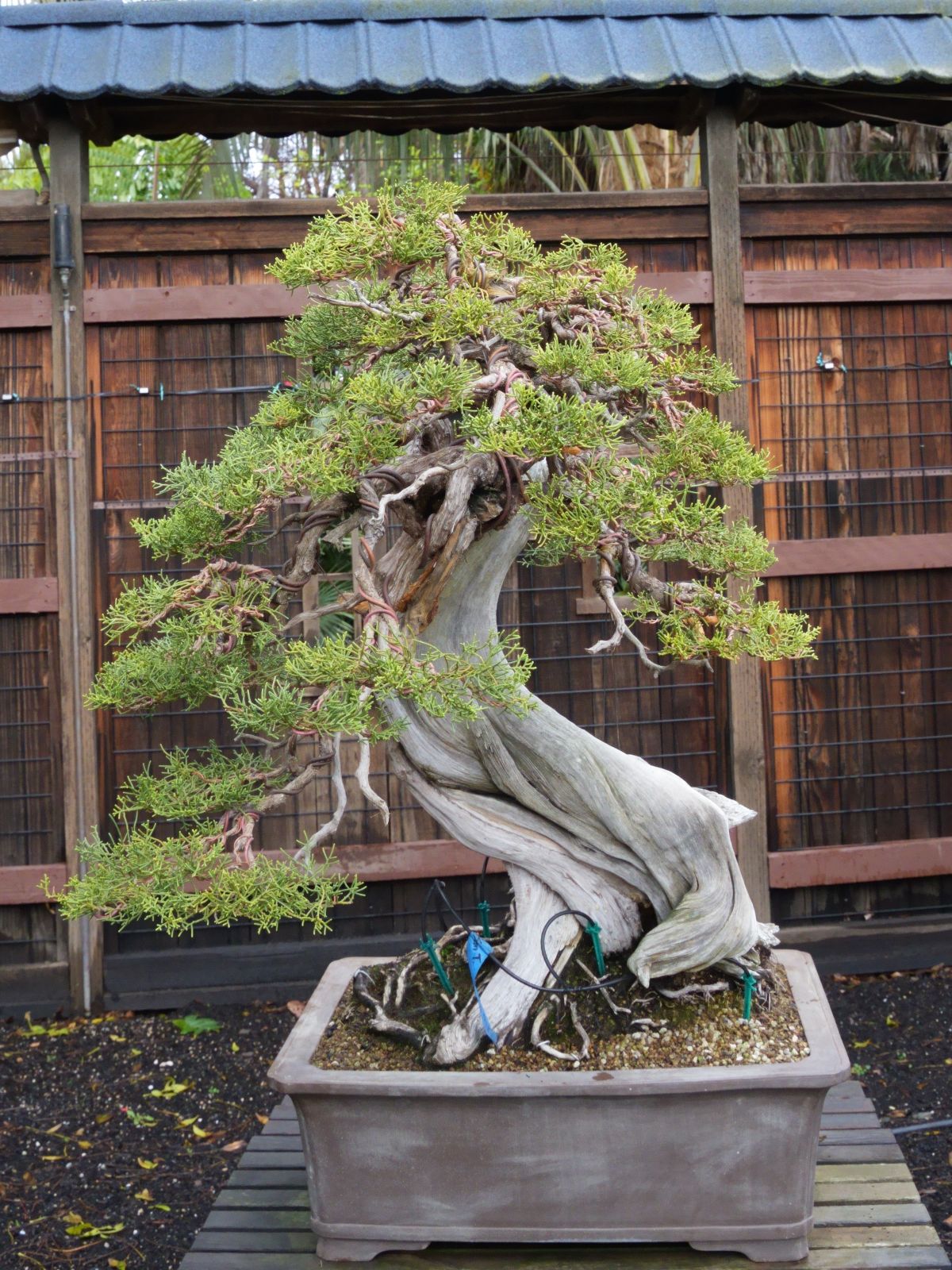 Repotting, Styling and Wiring Workshop - GSBF Bonsai Garden at lake Merritt